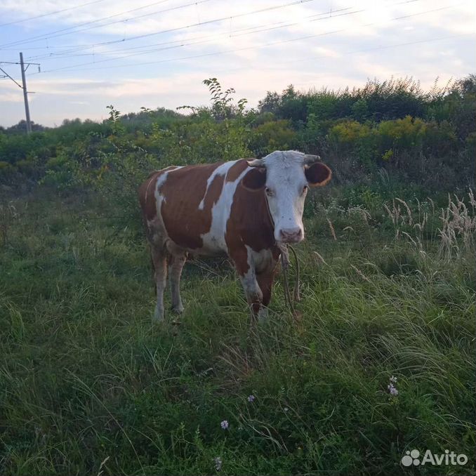 Продаю коров