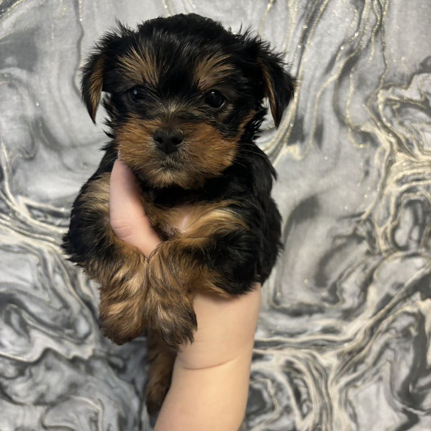 Йоркширский терьер девочка и мальчик