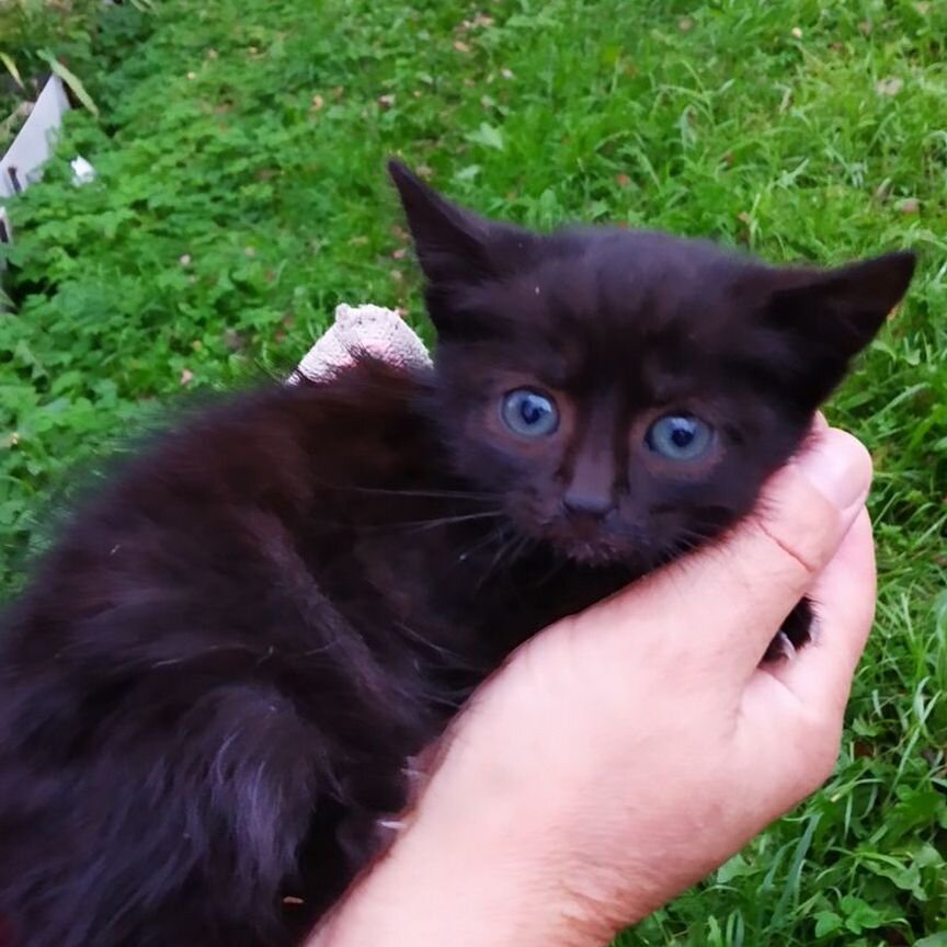 Отдаем котенка в добрые руки