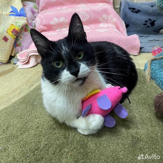 Кота оставили умирать