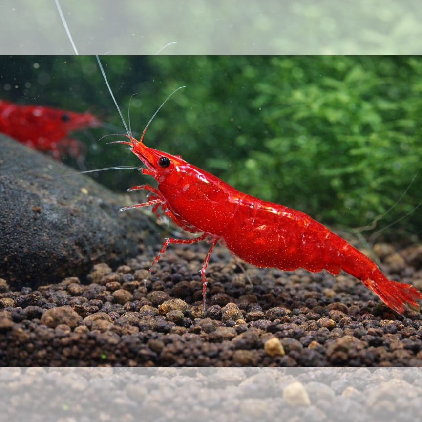 Креветка Красный Огонь