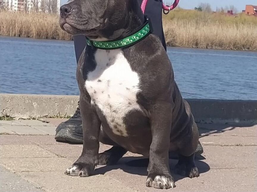 Американский булли XL