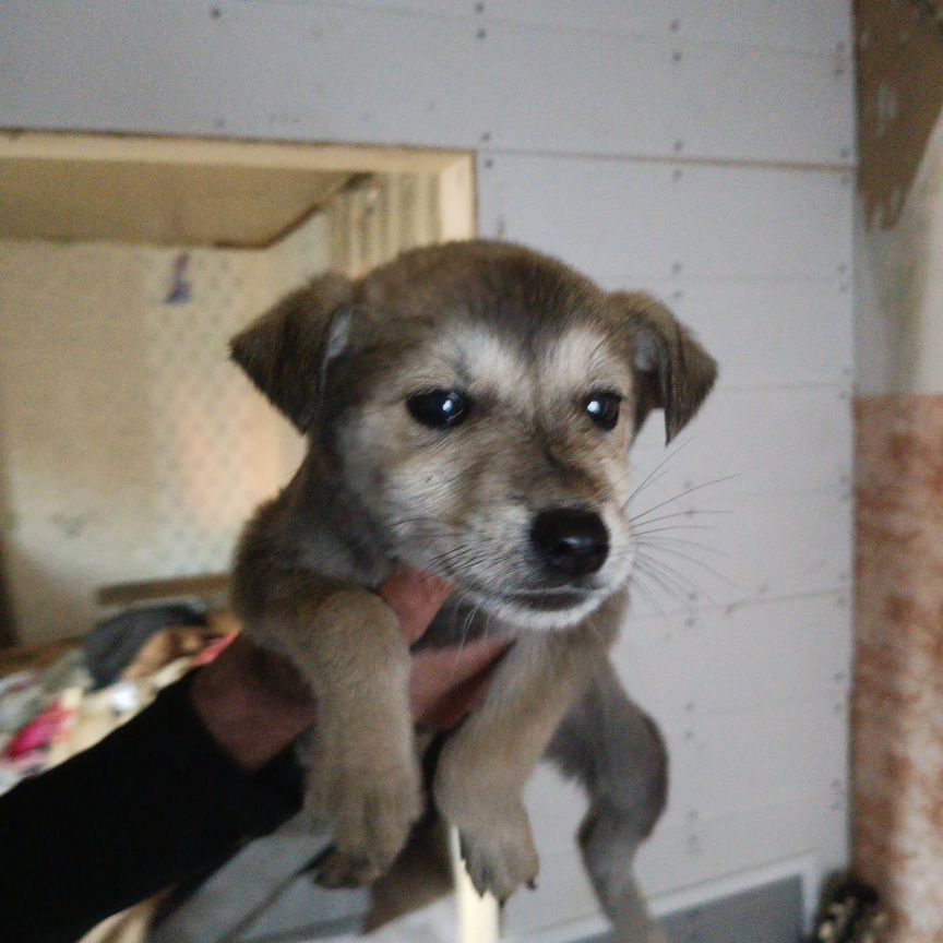 Щенята 3мес.Отдаются в хорошие руки