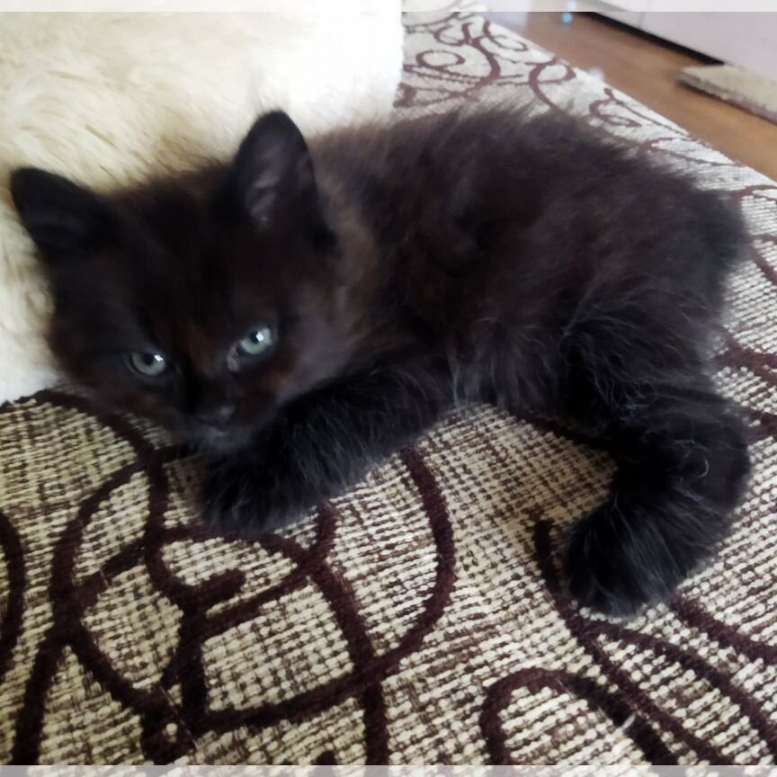 Курильский бобтейл длинношёрстный котёнок