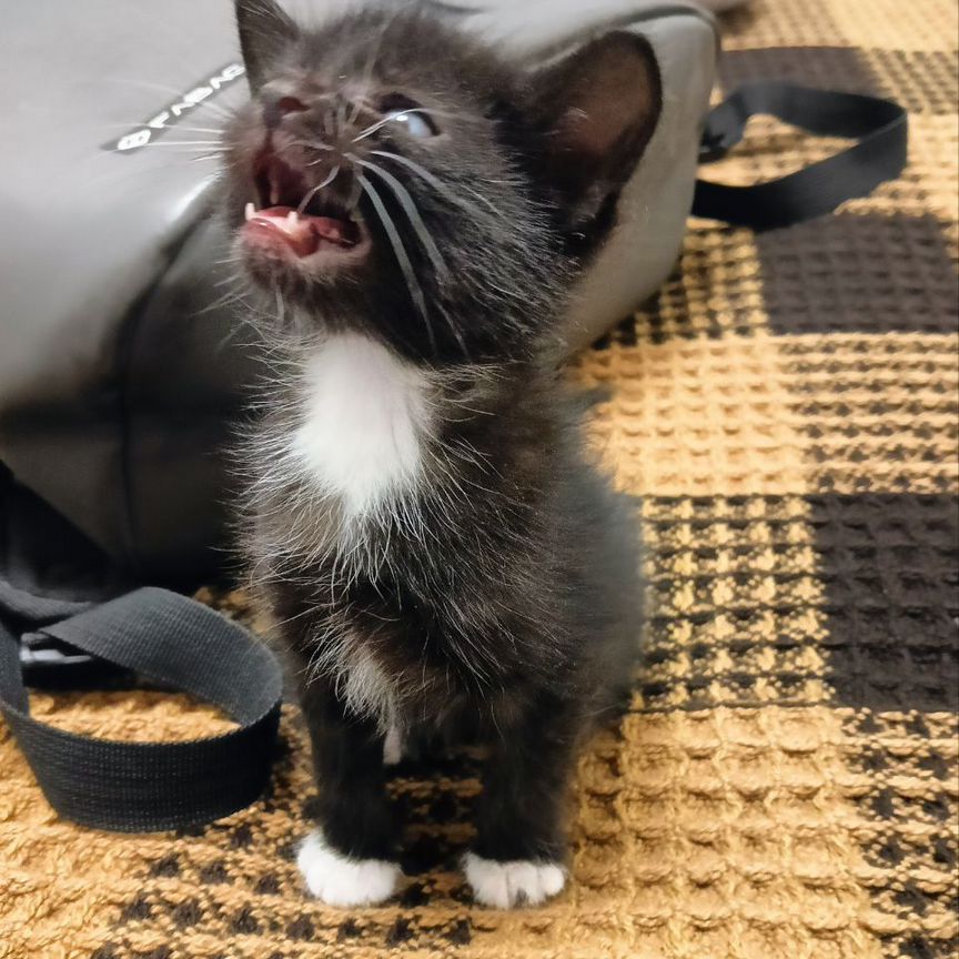 Породистые котики
