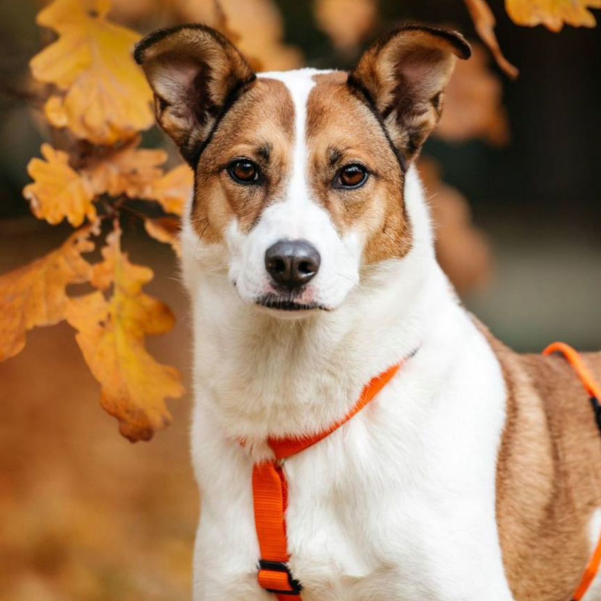 Взрослая собака в добрые руки