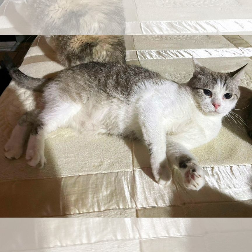 Взрослый кот в добрые руки