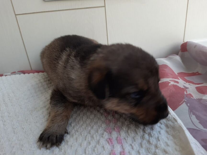 Отдам щенка в добрые руки