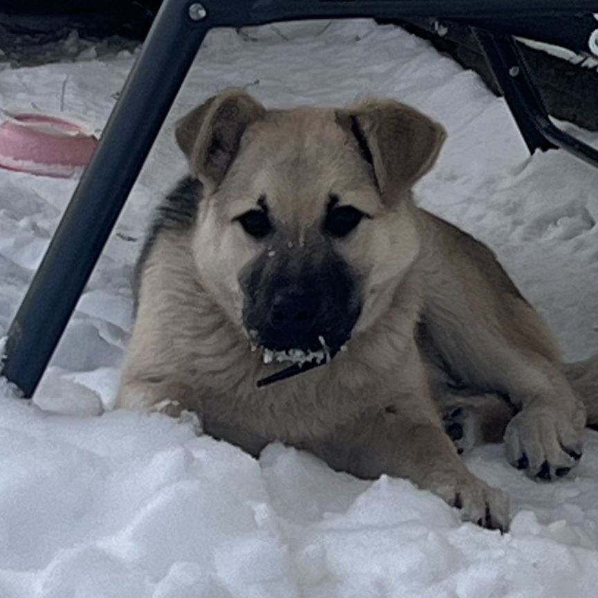 Щенок в добрые руки