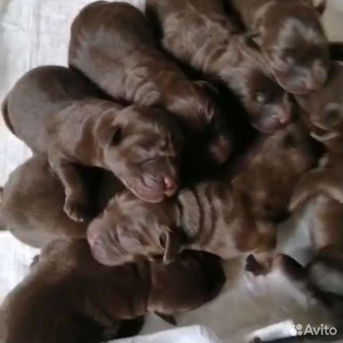 Маленькие шоколадки