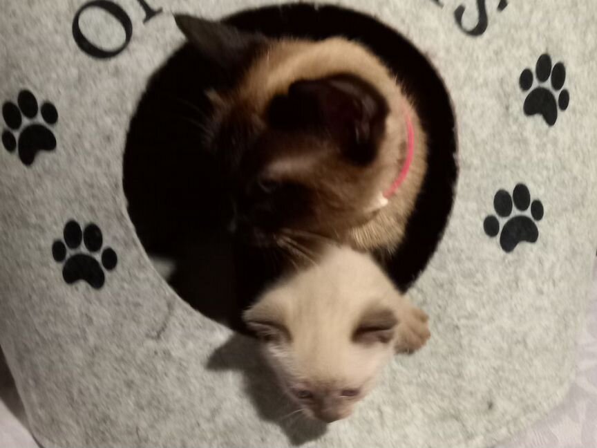 Тайская кошечка