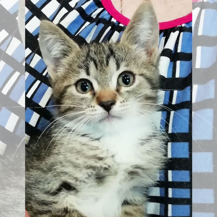 Замечательный котенок