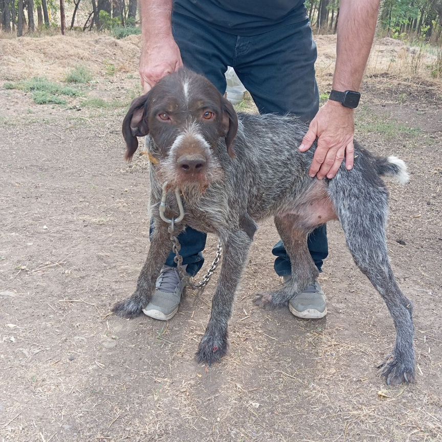 Отдам в добрые руки