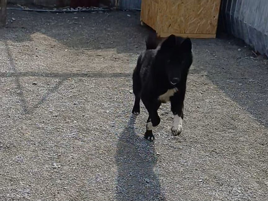 Продам русско европейскую лайку