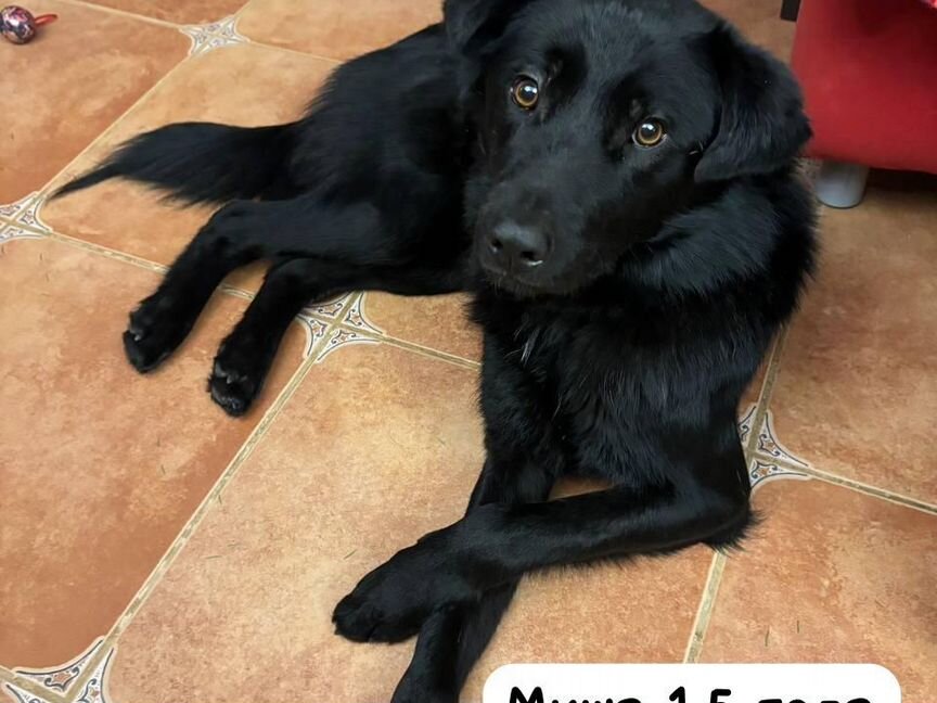 Собаки 1,5 года из сгоревшего дома