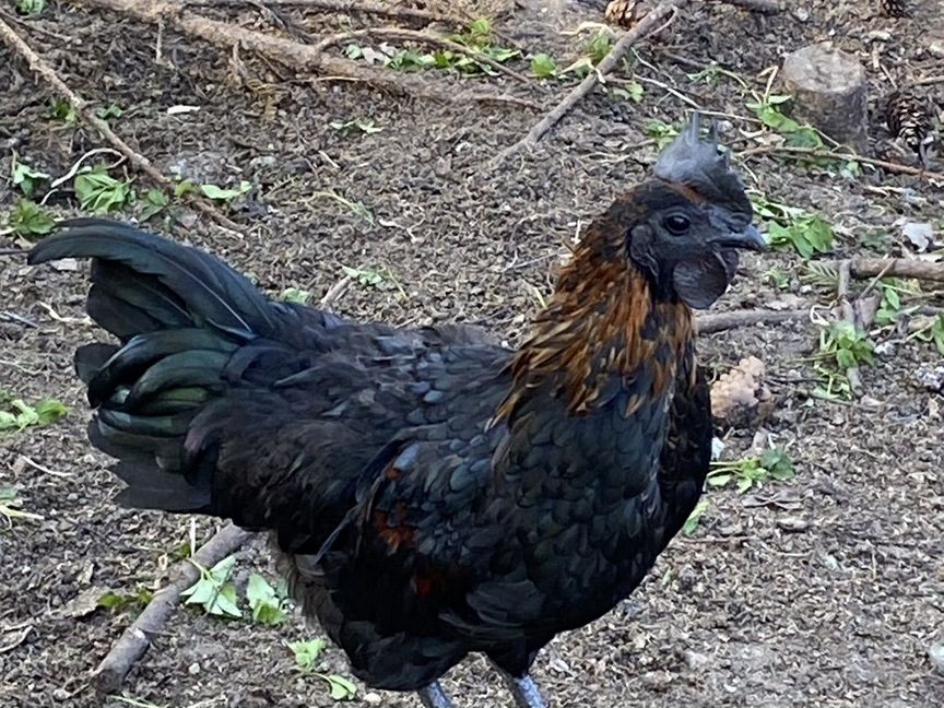 Молодые петухи