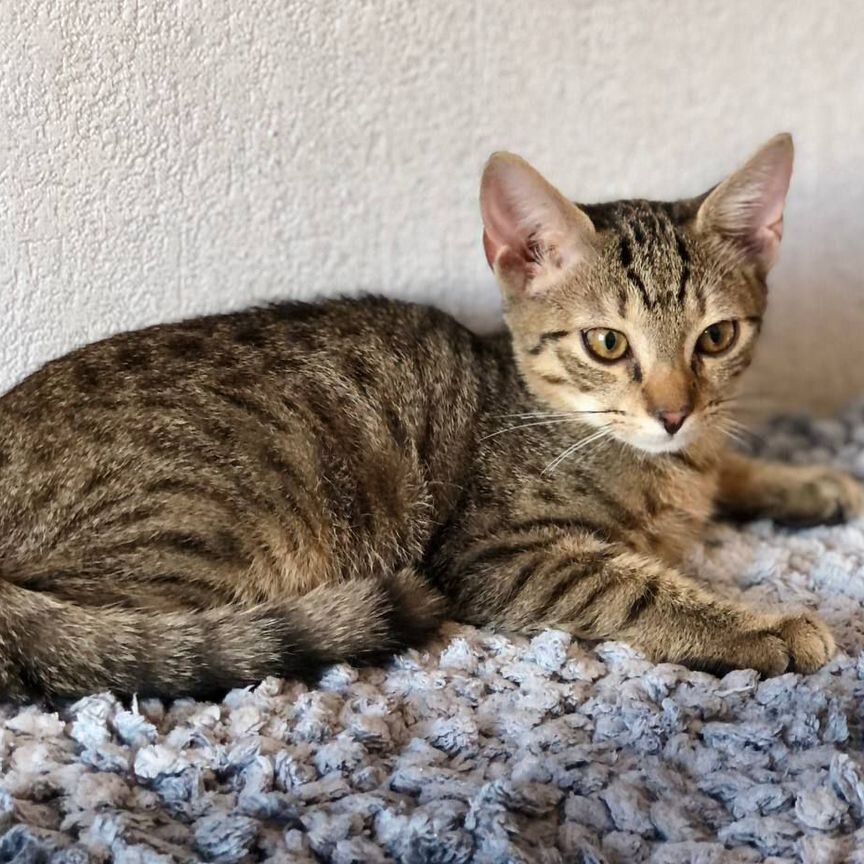 Котёнок Лютик