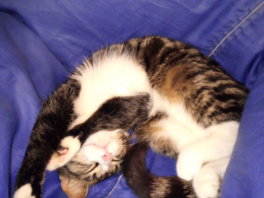 Кошка