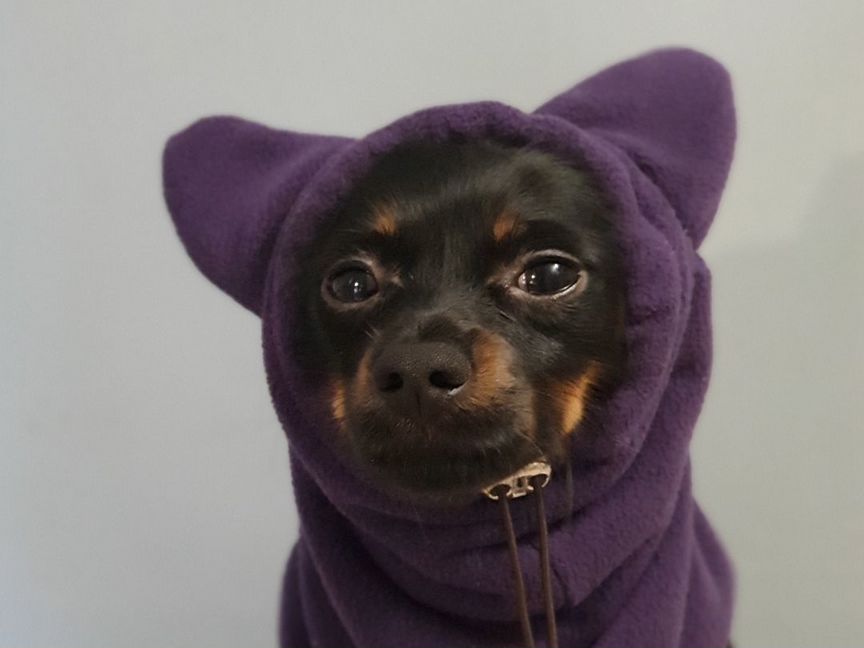 Шапка из флиса для собак