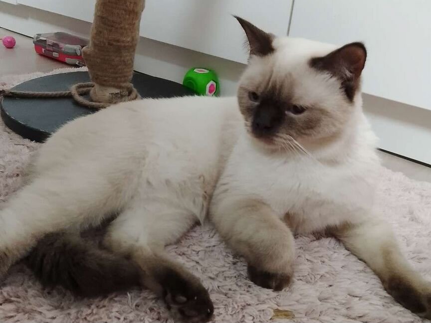 Тайский кот на вязку