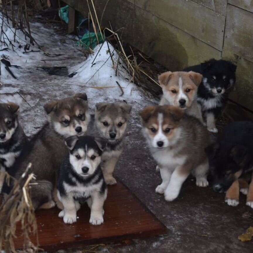 Щенки