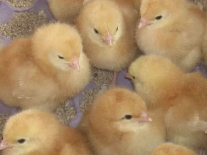 Цыплята ломан браун