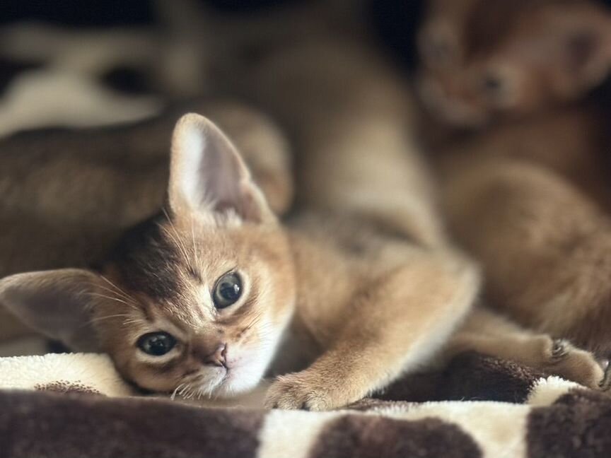 Продам абиссинских котят
