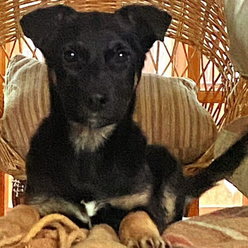 Умница и охранник Наоми. Щенок