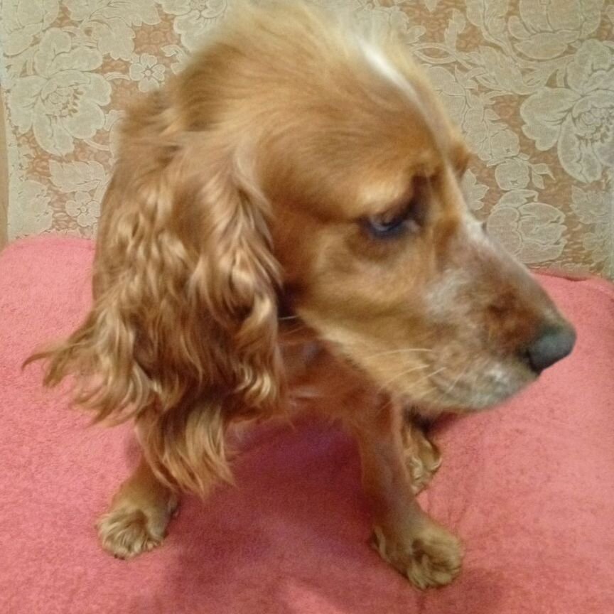 Кокер спаниель, щенок