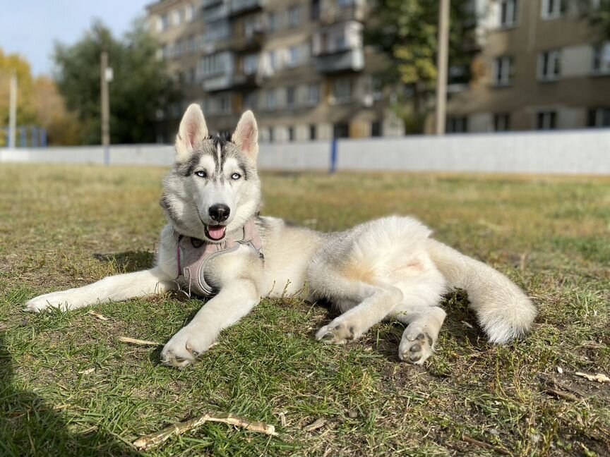 Девочка хаски в добрые руки