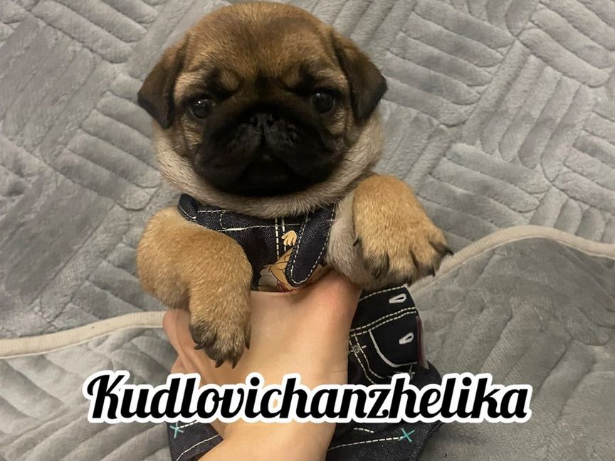 Мопс
