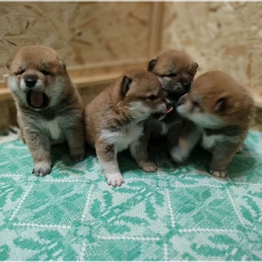 Сиба-ину, щенок