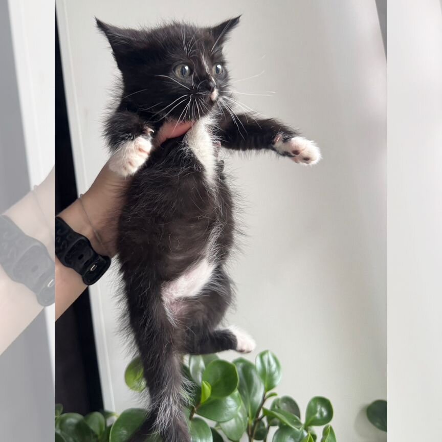 Очаровательные котята ищут любящий дом
