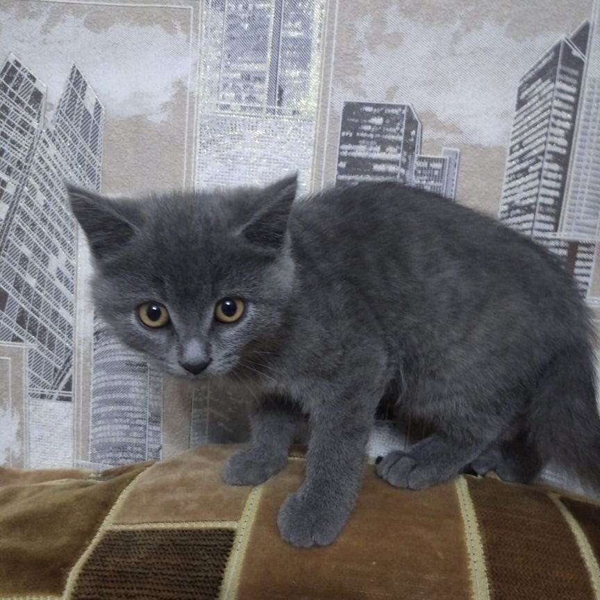Отдам в добрые руки котенка по кличке Тучка