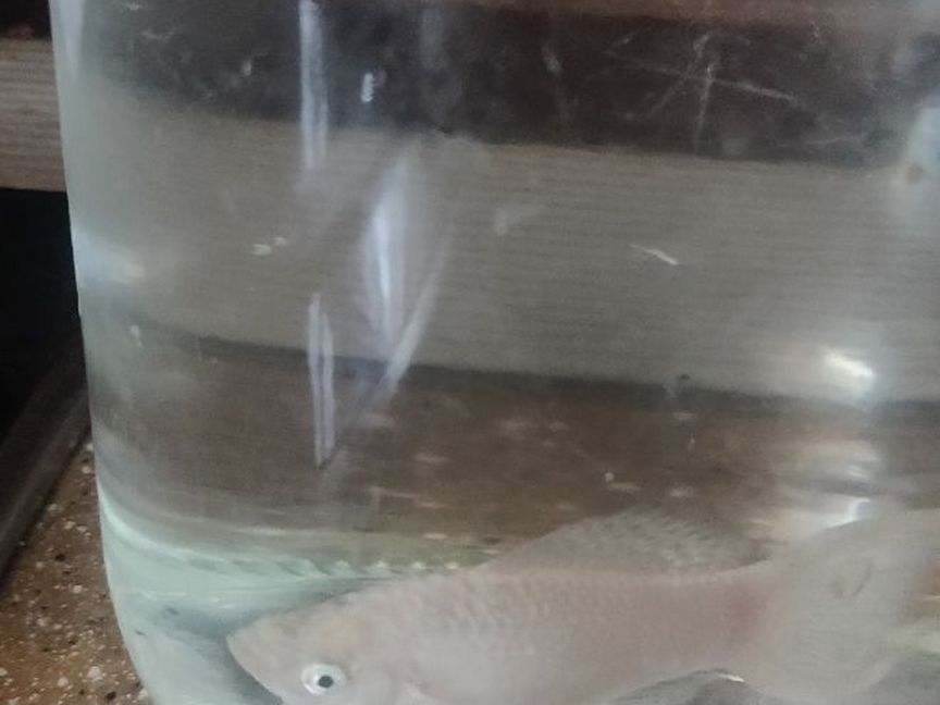 Моллинезия белая