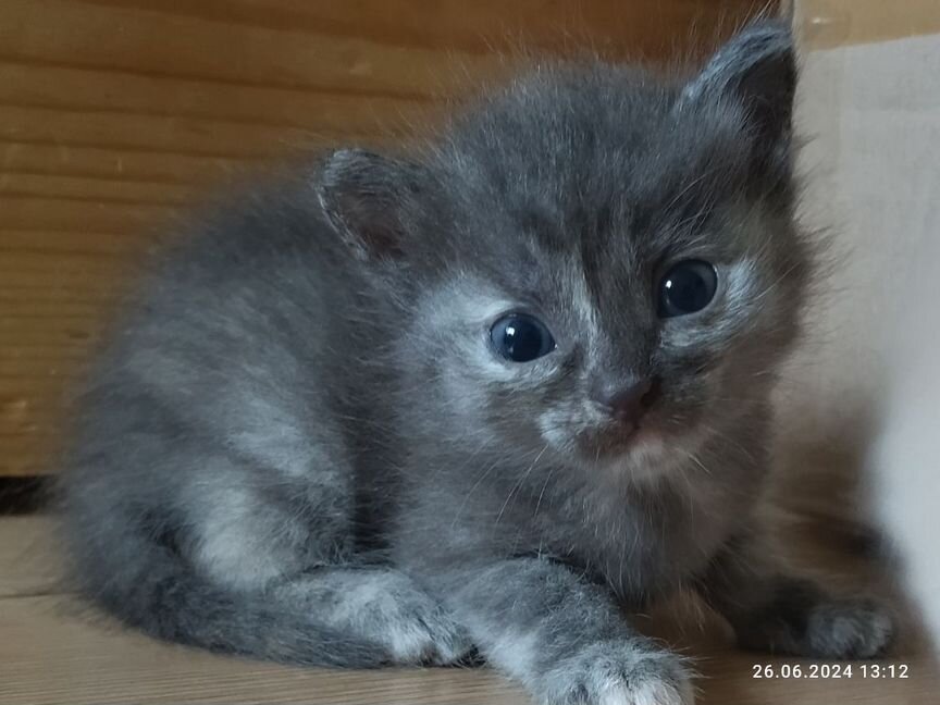 Отдам котят от кошки мышеловки