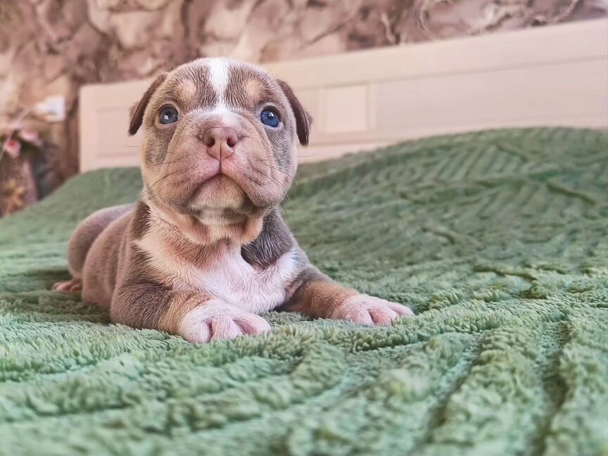 Булли покет шоу класса