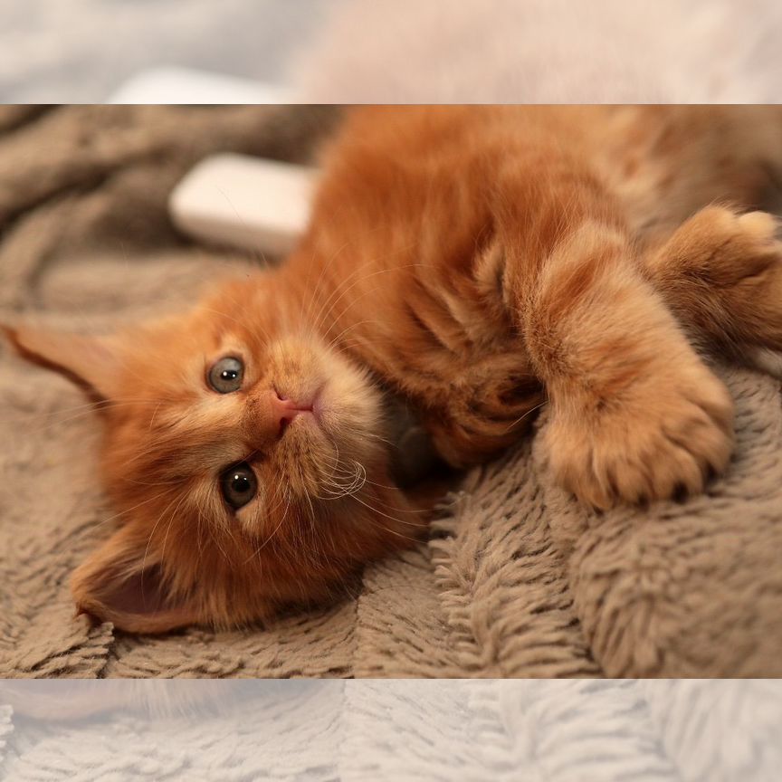 Мейн-кун котёнок