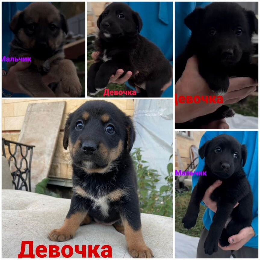 Щенки в добрые руки