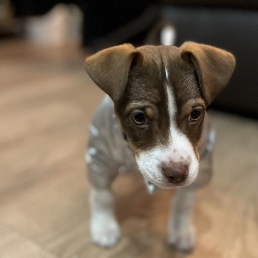 Маленькая собачка в добрые руки бесплатно