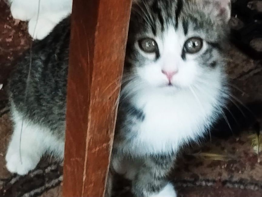 Котятам нужна помощь