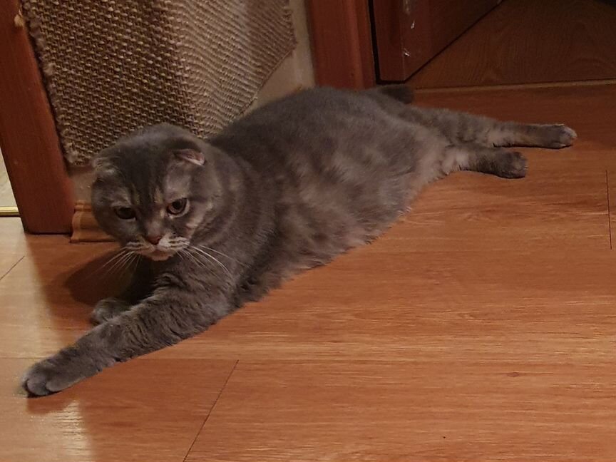 Кошки в добрые руки