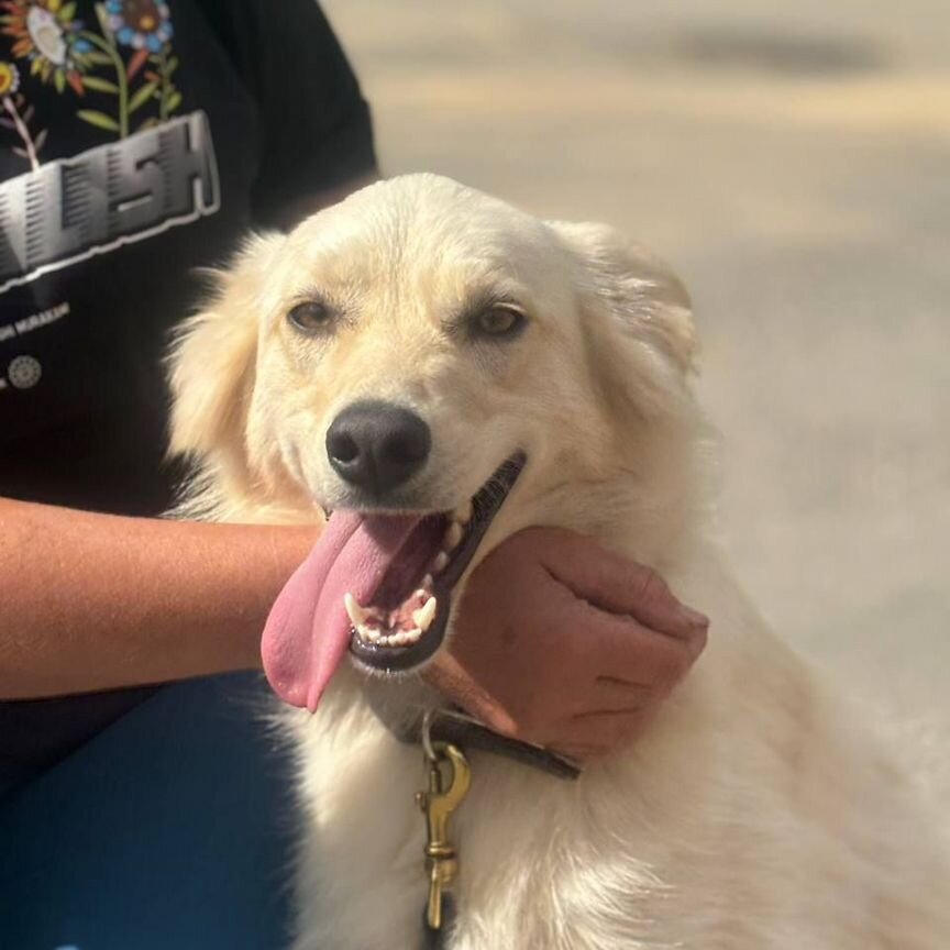 Беляш из приюта Малинки