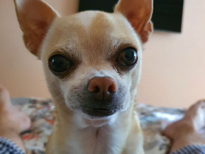 Чихуахуа кобель вязка