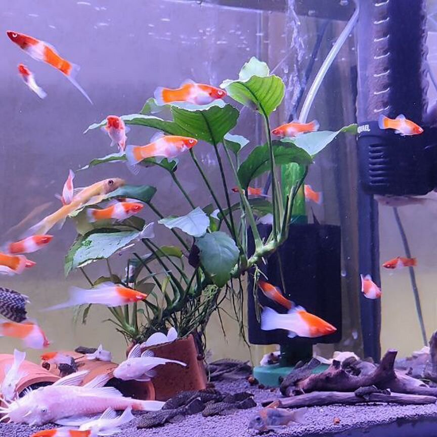 Аквариумные рыбки