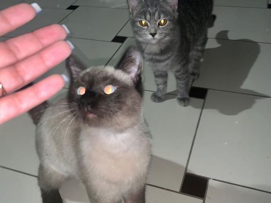 Кошки