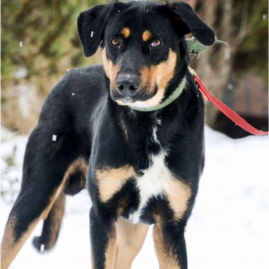 Собака в добрые руки отдам бесплатно