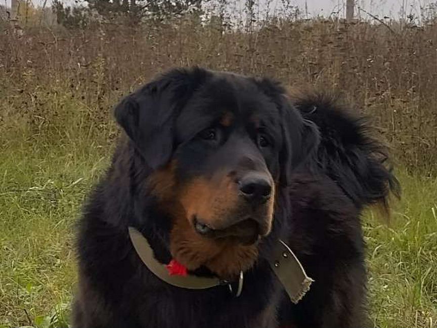 Вязка Монгол банхар