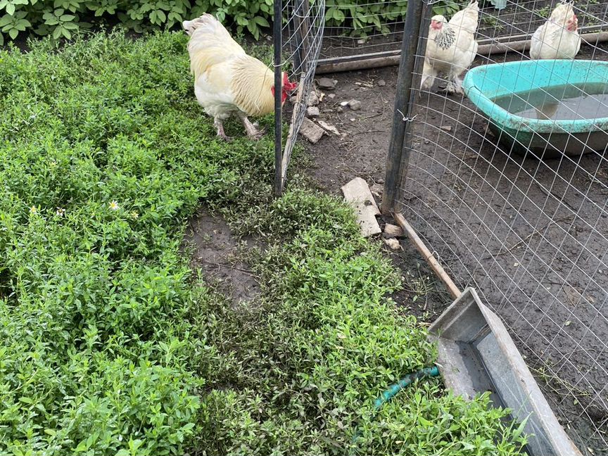 Петух на племя