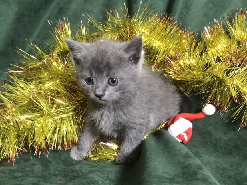 Котенок в подарок на Новый год